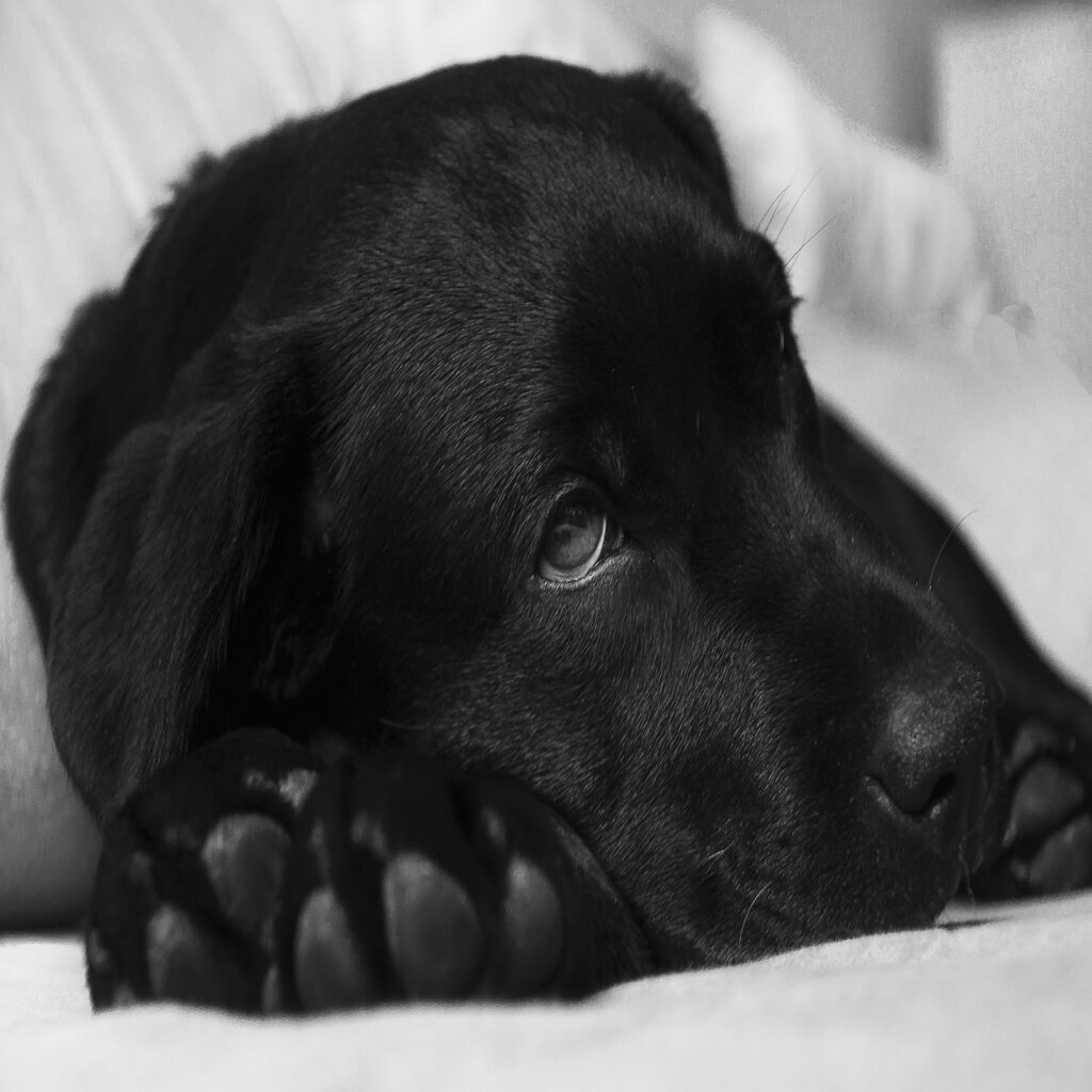 The Most Common Types Of Cancer In Dogs Appetite For Profit The Most Common Types Of Cancer In Dogs Appetite For Profit